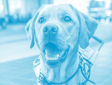 DeafBlind Guide Dog Training - Leader Dogs for the Blind