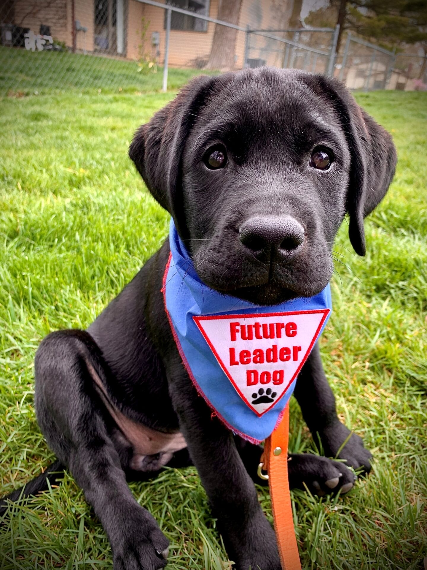 Welcome to Leader Dogs for the Blind